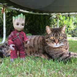 GooPics - Album d'images