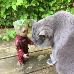 GooPics - Album d'images