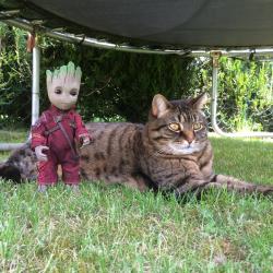 GooPics - Album d'images